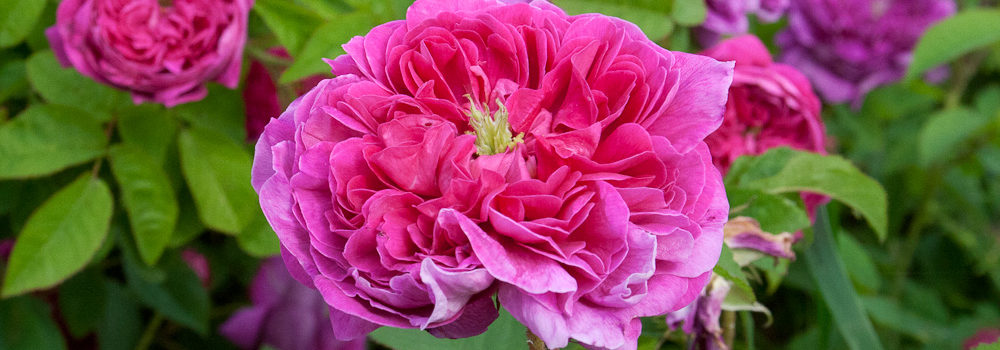 Arhiva Starinske - Portland